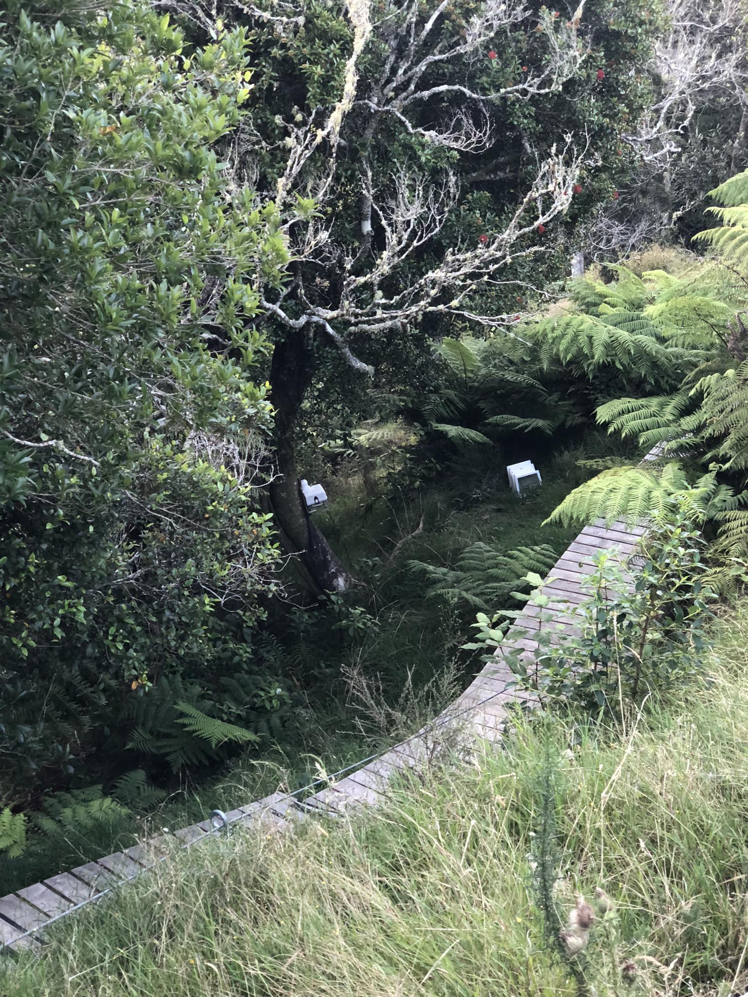 Te Mauri o Ōkere Awa Charitable Trust: Restoring the Land for a ...
